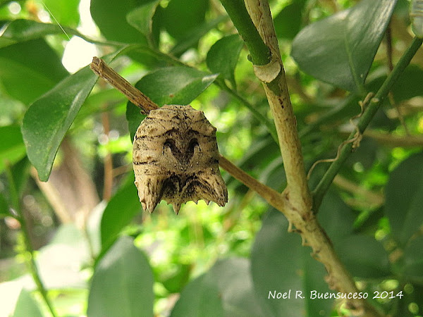 Tree Stump Orb Weaver Spider | Project Noah