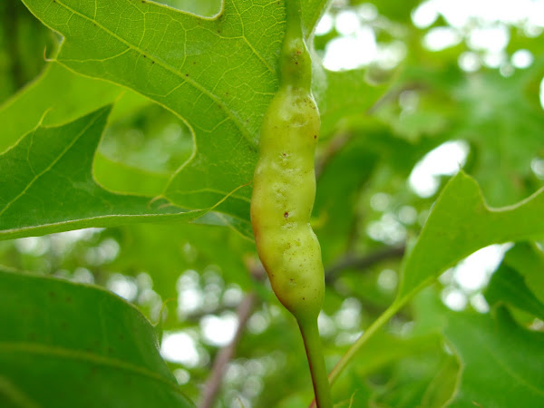 Oak Gall | Project Noah