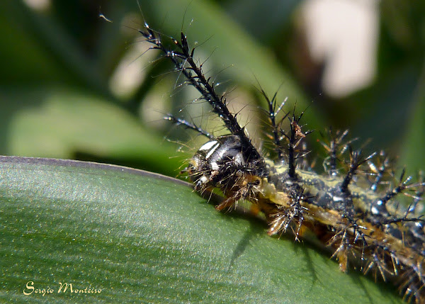 Hylesia nigricans caterpillar | Project Noah