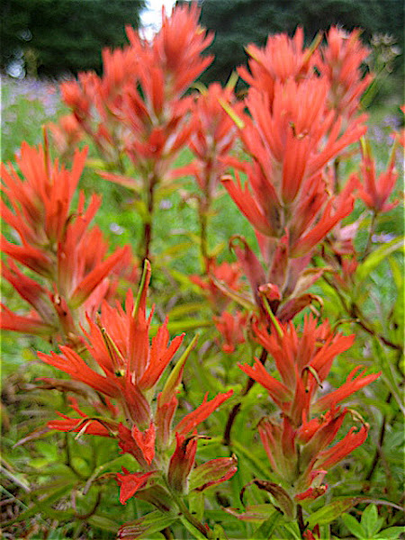 Common Red Paintbrush | Project Noah