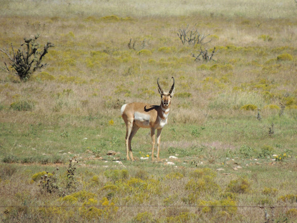 Pronghorn Antelope | Project Noah