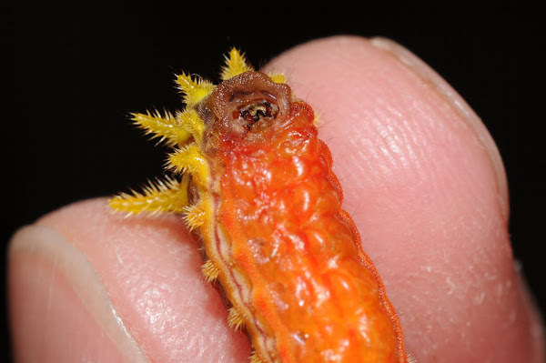 Stinging rose moth (larva) | Project Noah