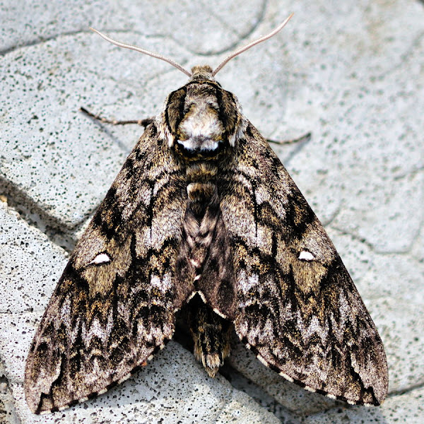 Waved Sphinx Moth | Project Noah