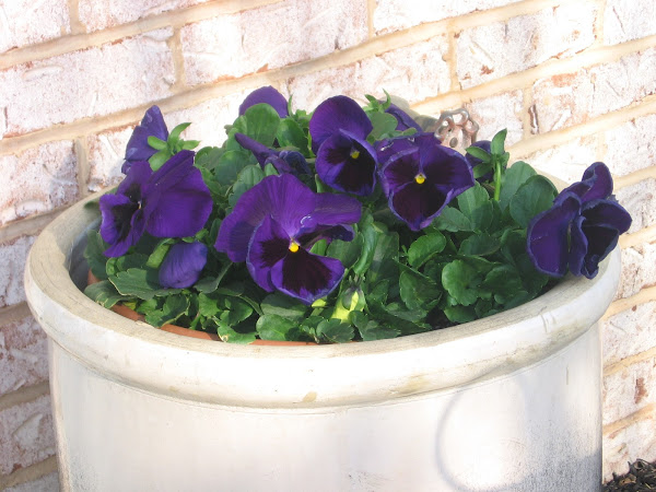 pansies | Project Noah