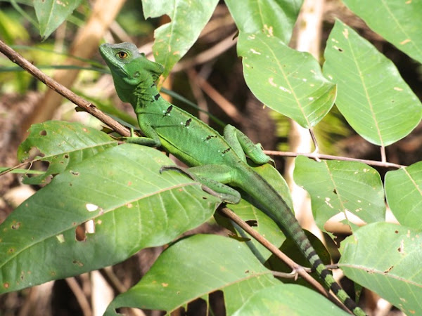 Plumed Basilisk | Project Noah