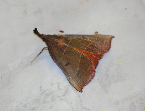 Orange and brown moth | Project Noah