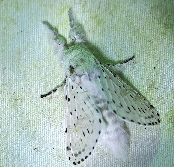 Dot-lined White Moth | Project Noah