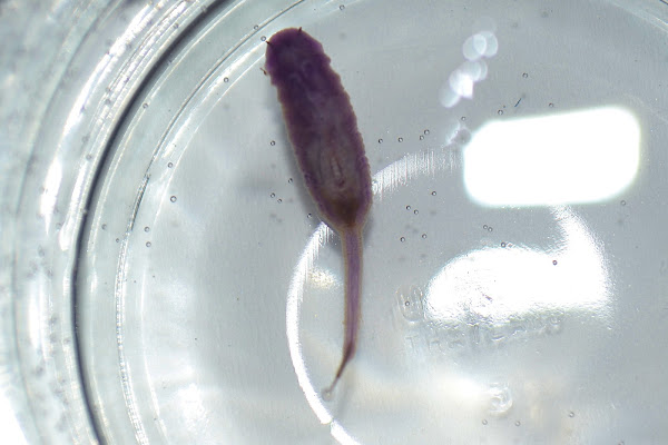 Rat-tailed maggot | Project Noah