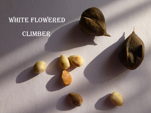 Clove Bean | Project Noah