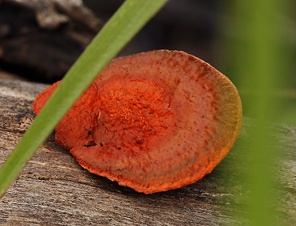 Pycnoporus (puniceus?) | Project Noah