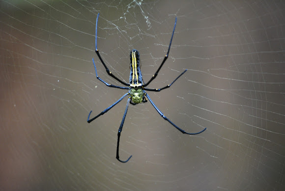 Genus Nephila - male. | Project Noah