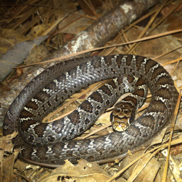 Northern Black Racer (juvenile) | Project Noah