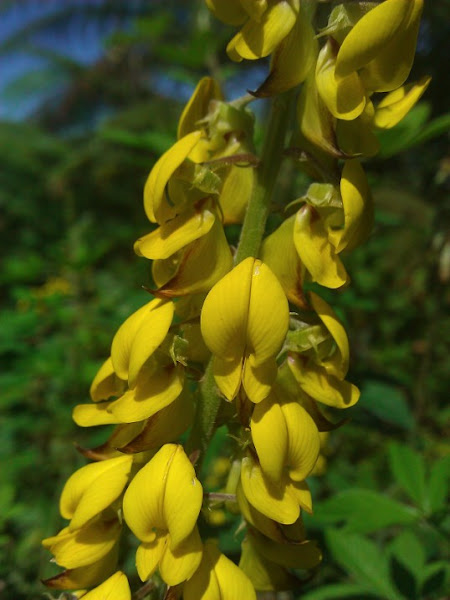 Rattlepods | Project Noah