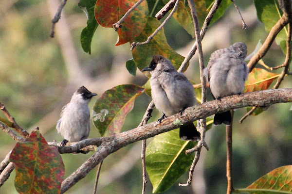 Sooty-headed Bulbul | Project Noah