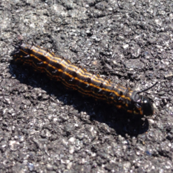 Orange-striped oak worm | Project Noah