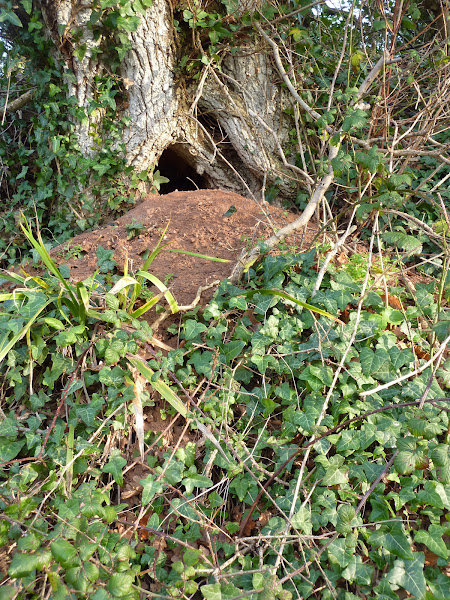 Devon hedge bank | Project Noah