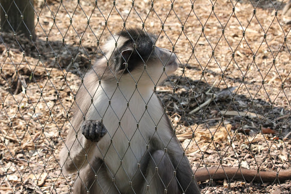 White-Naped Mangabey | Project Noah