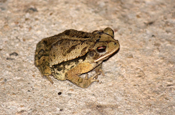 Gulf Coast Toad (female) | Project Noah