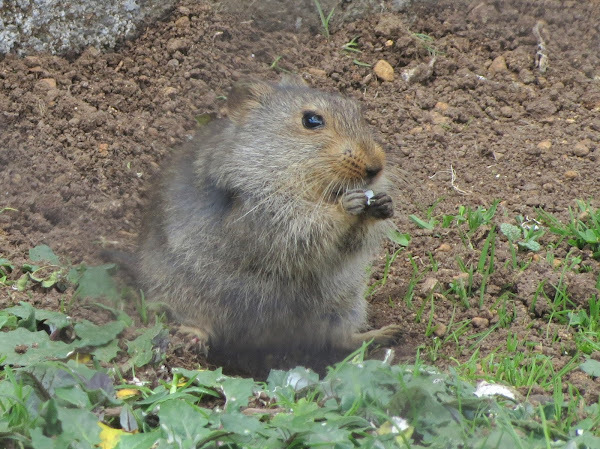 Sloggett's ice rat (or vlei rat) | Project Noah