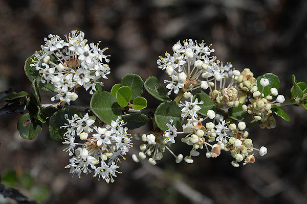 Wart-stem Ceanothus | Project Noah