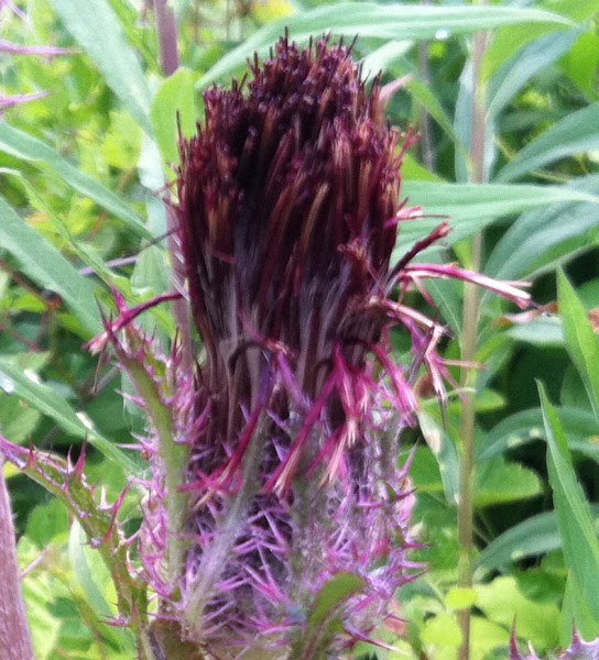 Thistle | Project Noah