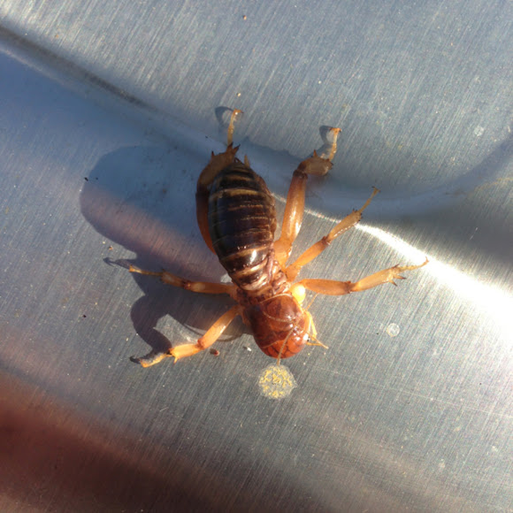 Jerusalem cricket | Project Noah