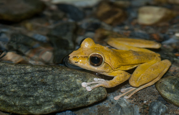 Robust Buerger's frog | Project Noah