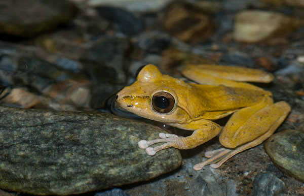 Robust Buerger's frog | Project Noah