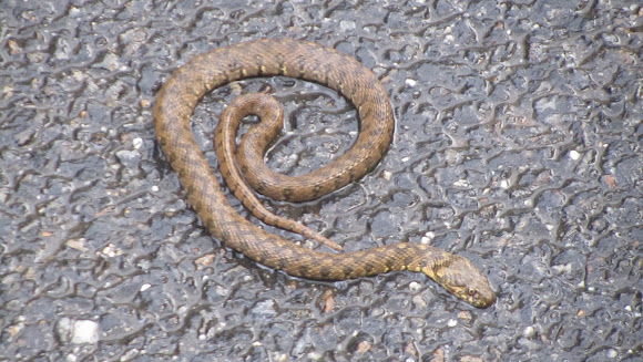 Culebra viperina (es) | Project Noah