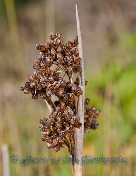 Sea Rush | Project Noah