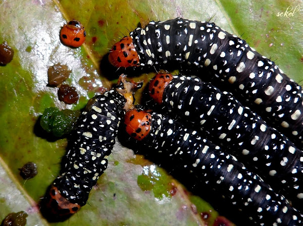 Convict Caterpillar | Project Noah