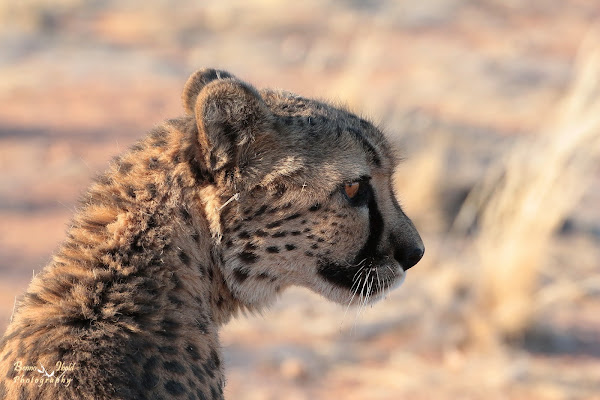 Cheetah | Project Noah