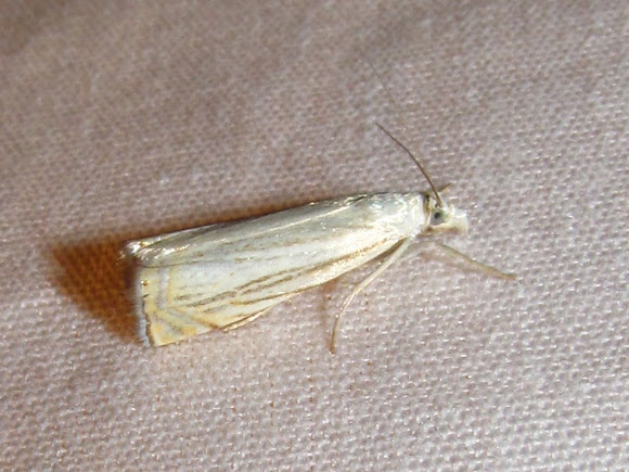 Cranberry Girdler | Project Noah