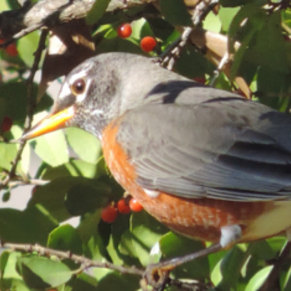 American Robin | Project Noah