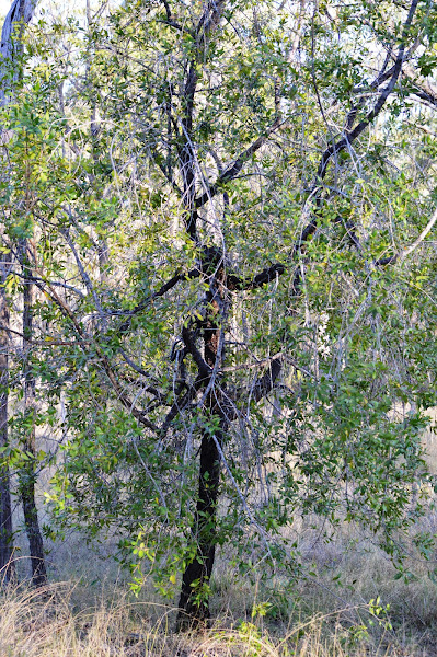 Broad-leaved Geebung | Project Noah