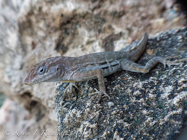 Aruban whiptail lizard (female) | Project Noah
