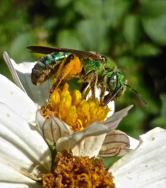 Metallic Green Sweat Bee ♀ | Project Noah
