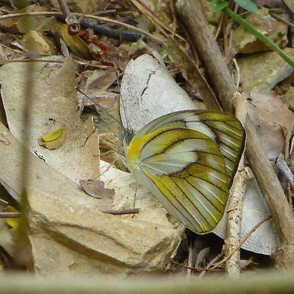 Striped Albatross | Project Noah