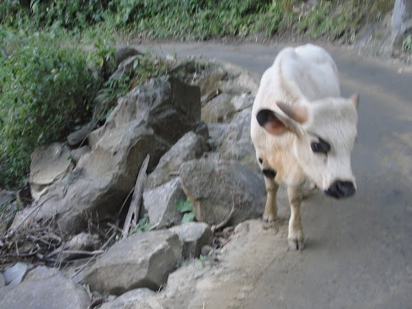 Mithun Bull | Project Noah