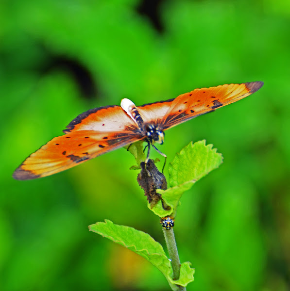 Large spotted acraea | Project Noah