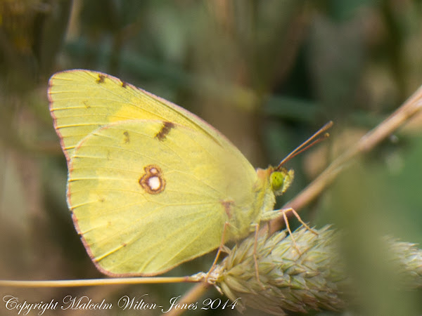 Clouded Yellow | Project Noah