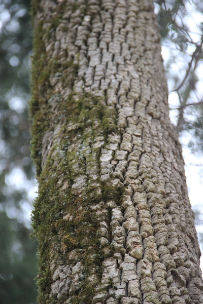 White Ash | Project Noah