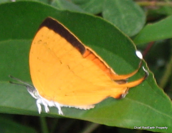 Yamfly | Project Noah