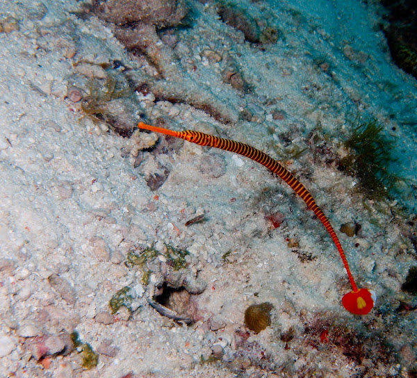 banded pipefish | Project Noah