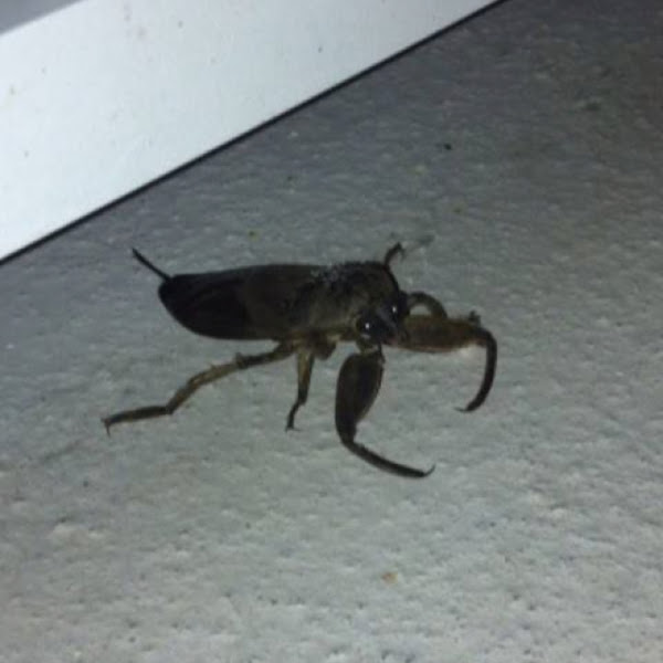 Eastern toe biter bug | Project Noah