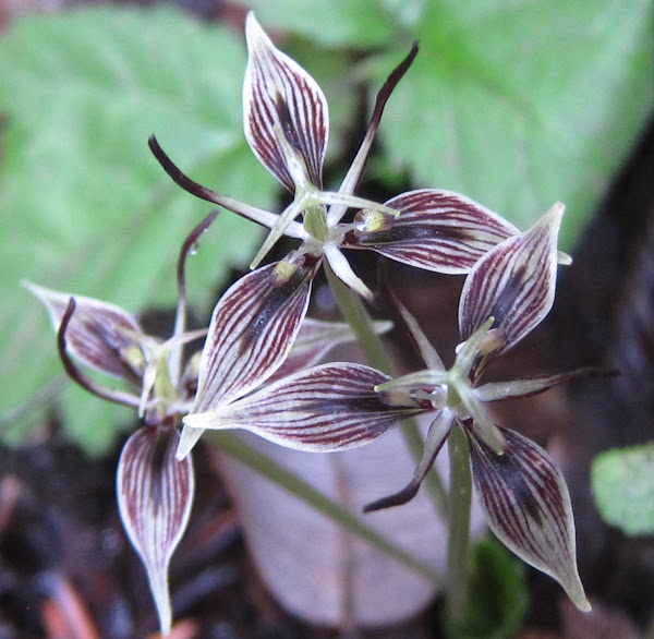 Fetid Adder's Tongue | Project Noah