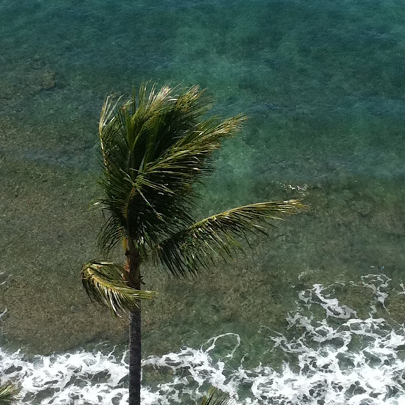 Palm Tree | Project Noah