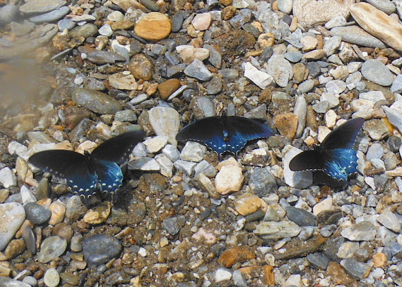Pipevine or Blue Swallowtail Butterfly | Project Noah