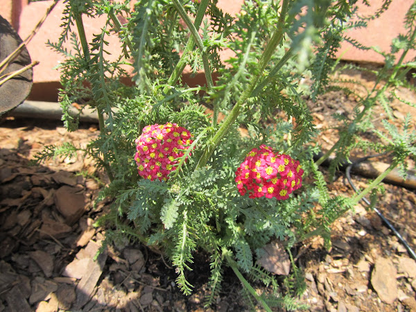 Red Yarrow | Project Noah