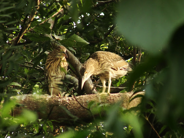 Indian Pond Heron | Project Noah